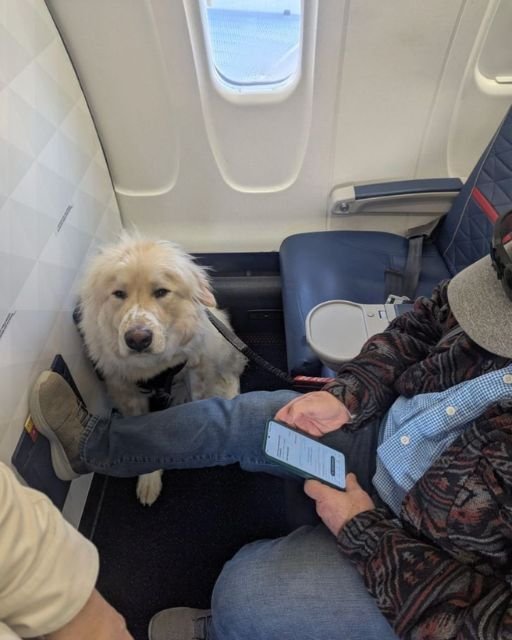 HE WOULDN’T TALK TO ANYONE ON THE PLANE—BUT THEN MY SERVICE DOG SAT ...